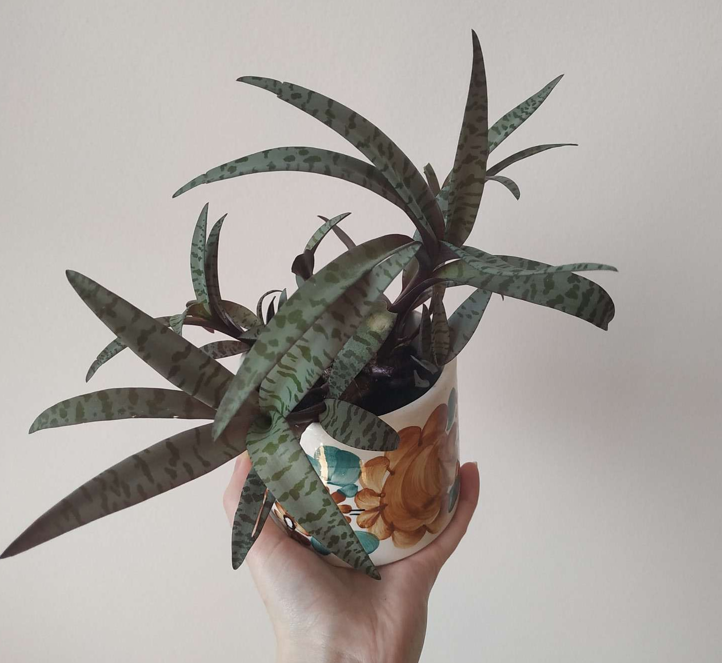 Ledebouria (Scilla) | Exotica Domestica